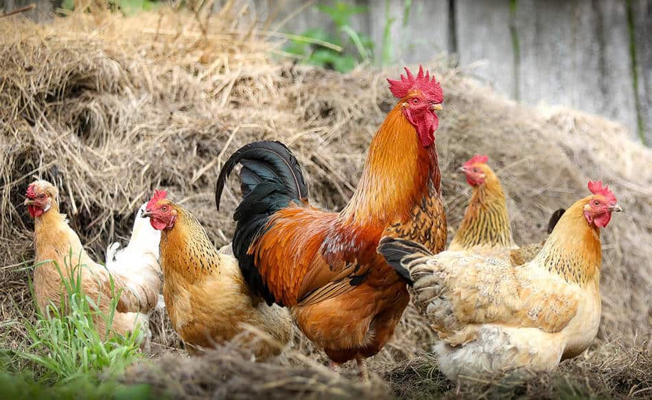 The 5 Best Animals For A Beginner Hobby Farm - Alan's Factory Outlet